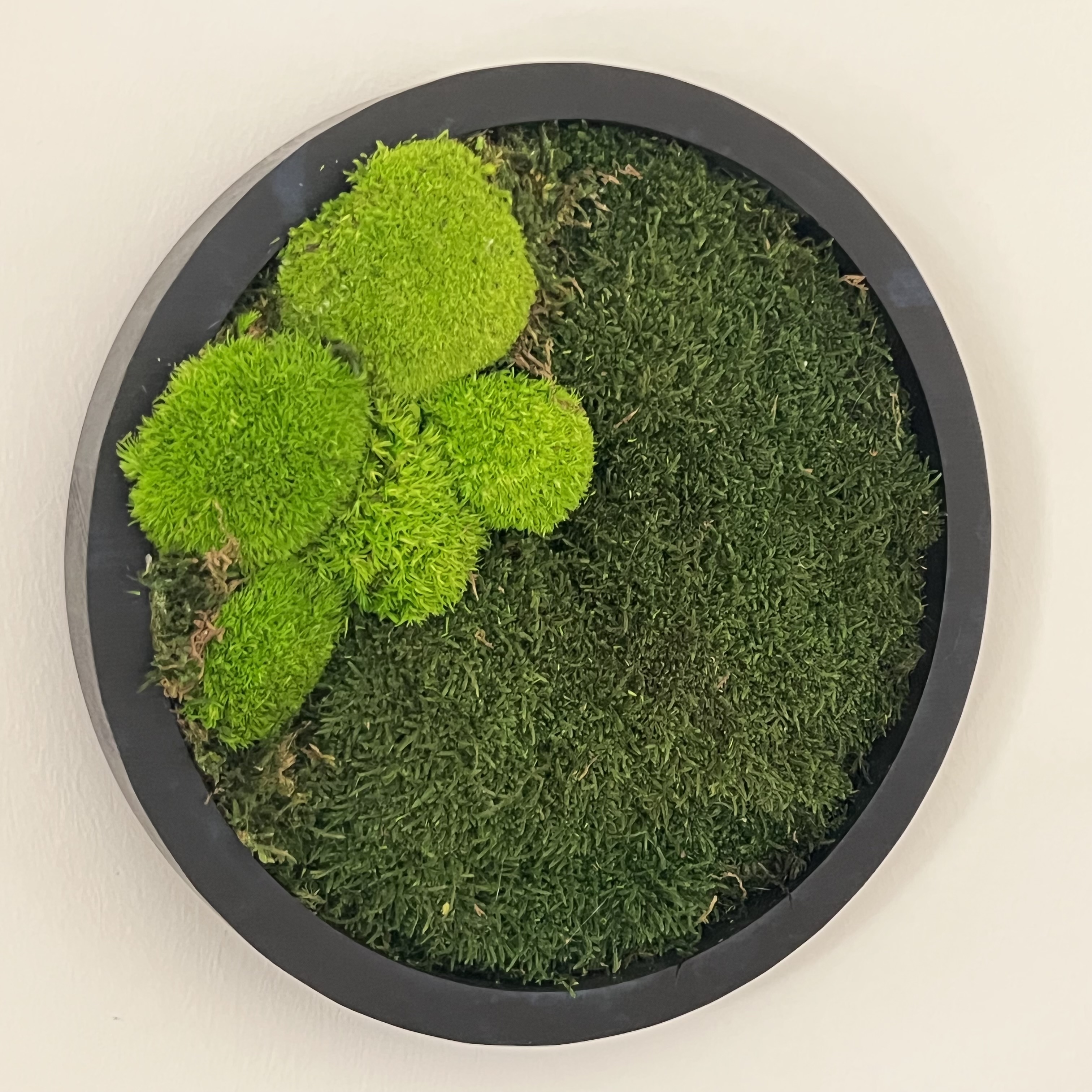 Moosbild-Rund-Flach-u.Kugelmoos_01 – Moos-Dekor